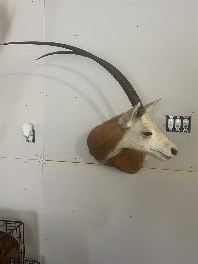 WildLife Buyer, LLC. - Scimitar oryx mount