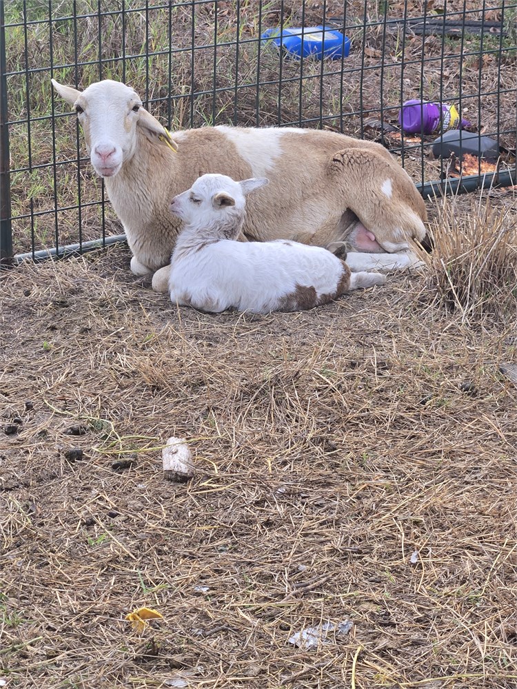 WildLife Buyer, LLC. - gourp of 20 dorper and dorper cross sheep