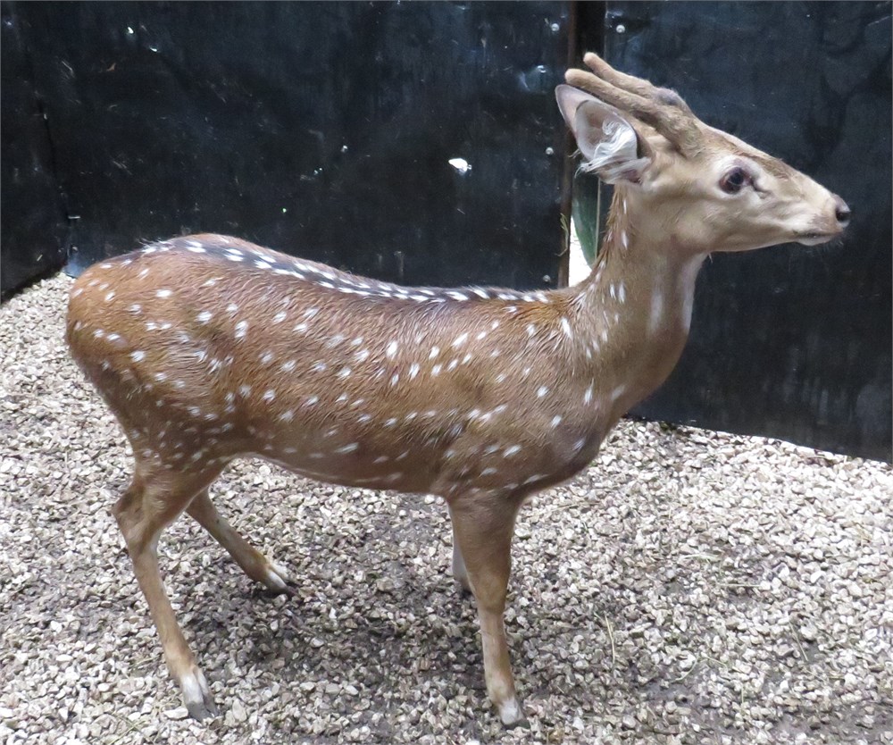 WildLife Buyer, LLC. - 1.0 AXIS (OKB#7)