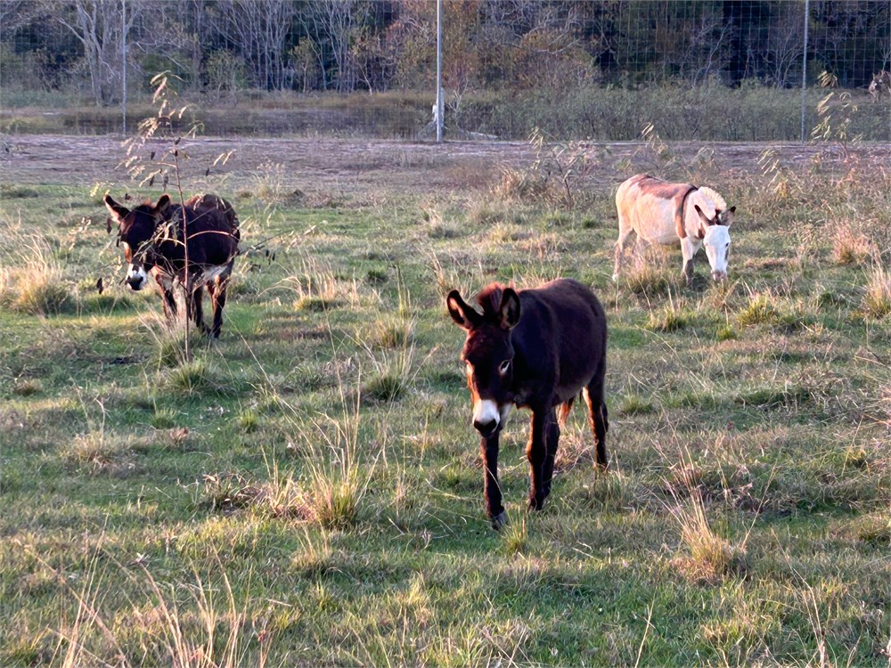 WildLife Buyer, LLC. - 1.5 Donkeys for sale