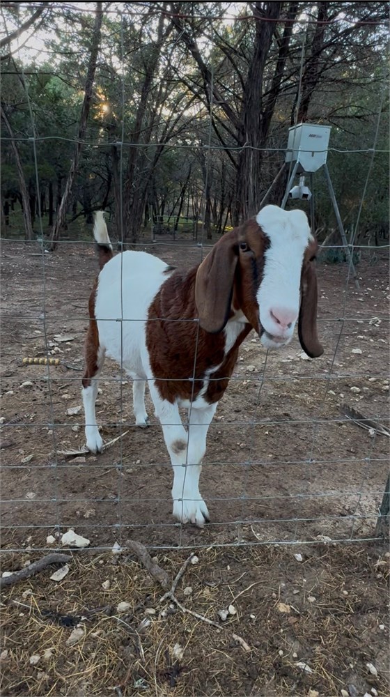 WildLife Buyer, LLC. - Bottle raised dehorned wether goat