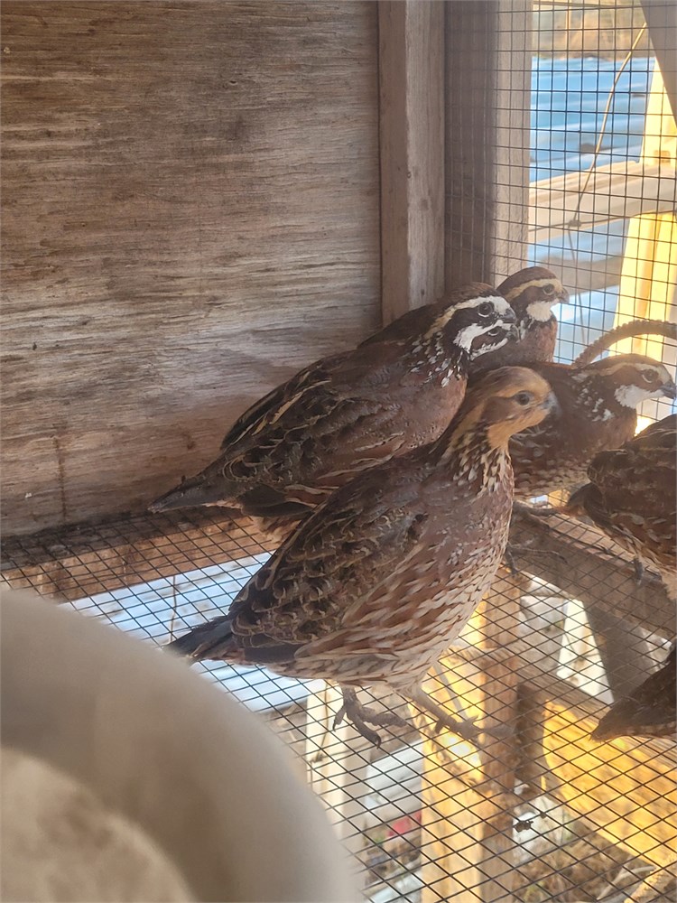 WildLife Buyer, LLC. - 9.0 Butler Bobwhite Quail