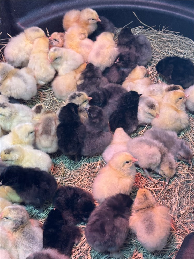 WildLife Buyer, LLC. - 25 Chicks