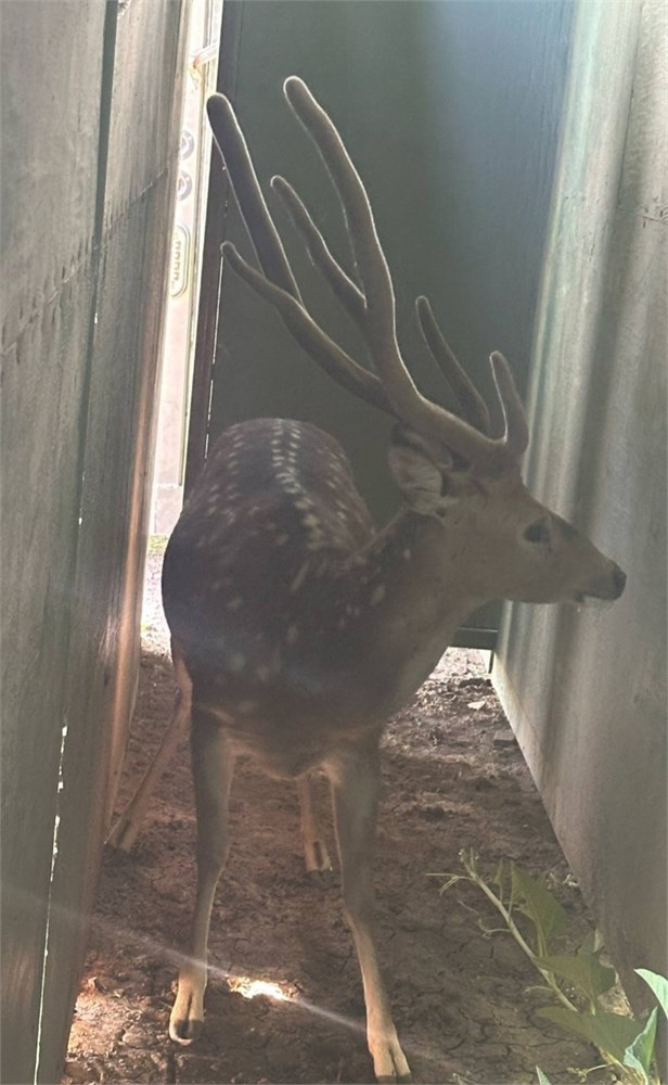 WildLife Buyer, LLC. - Mature Axis Buck - Stall#4