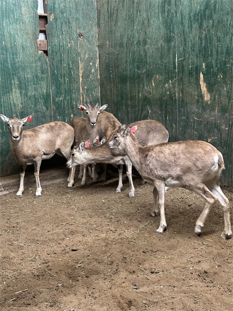 WildLife Buyer, LLC. - 0.5 Exposed iranian red sheep
