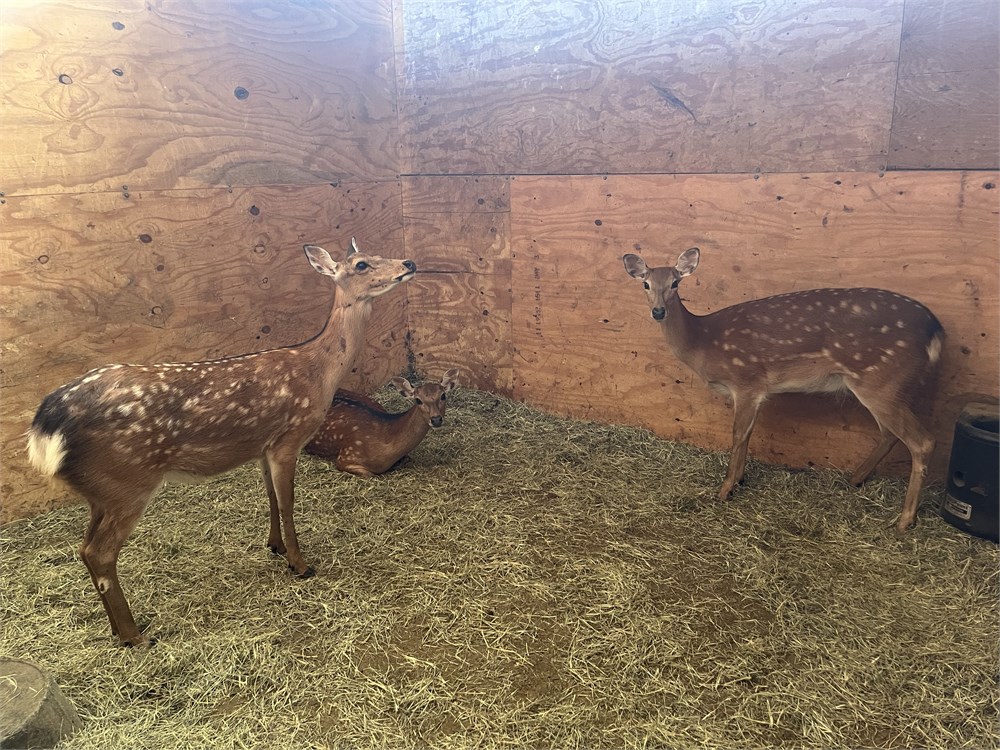 WildLife Buyer, LLC. - 0.3 Dybowski Sika