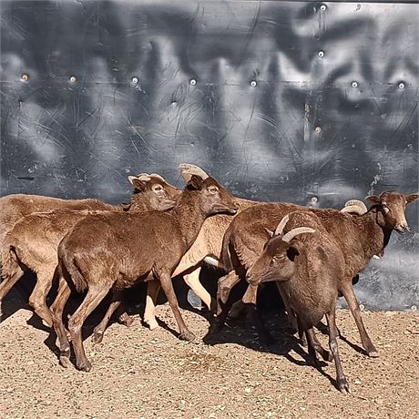 WildLife Buyer, LLC. - 0.6 midnight urials