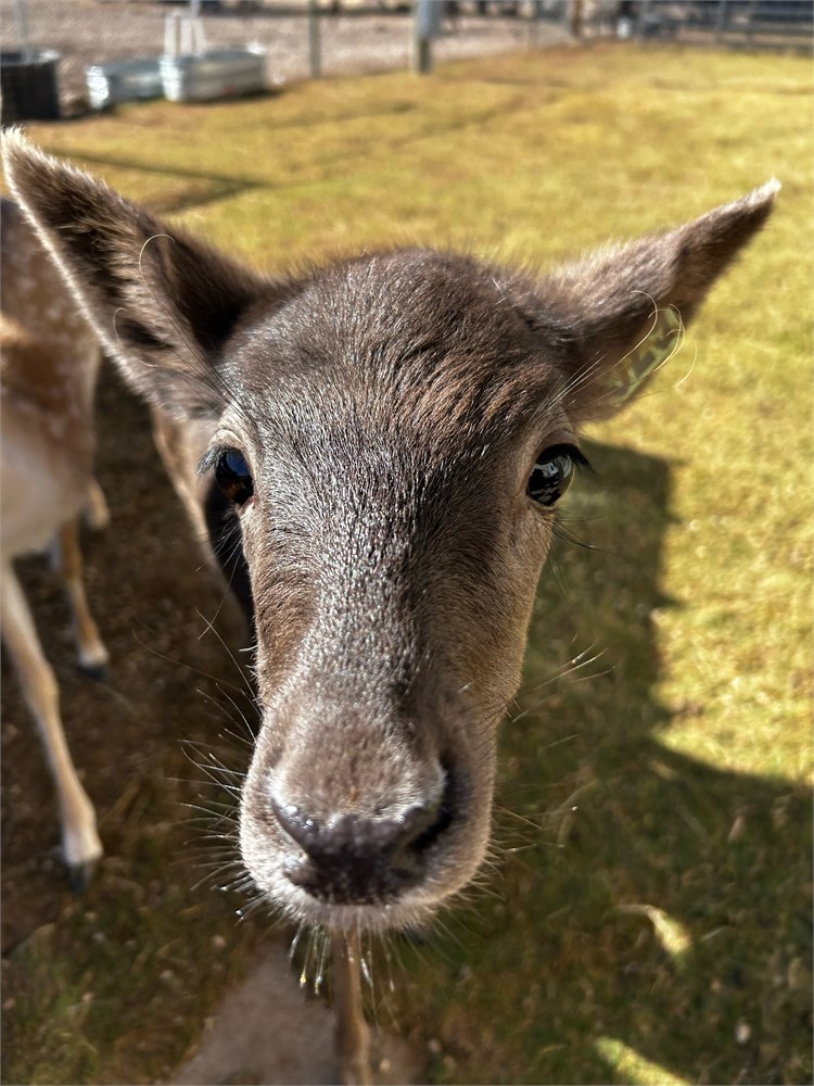 WildLife Buyer, LLC. - 0.1 Bottle Raised Fallow Doe - Exceptional Genetics