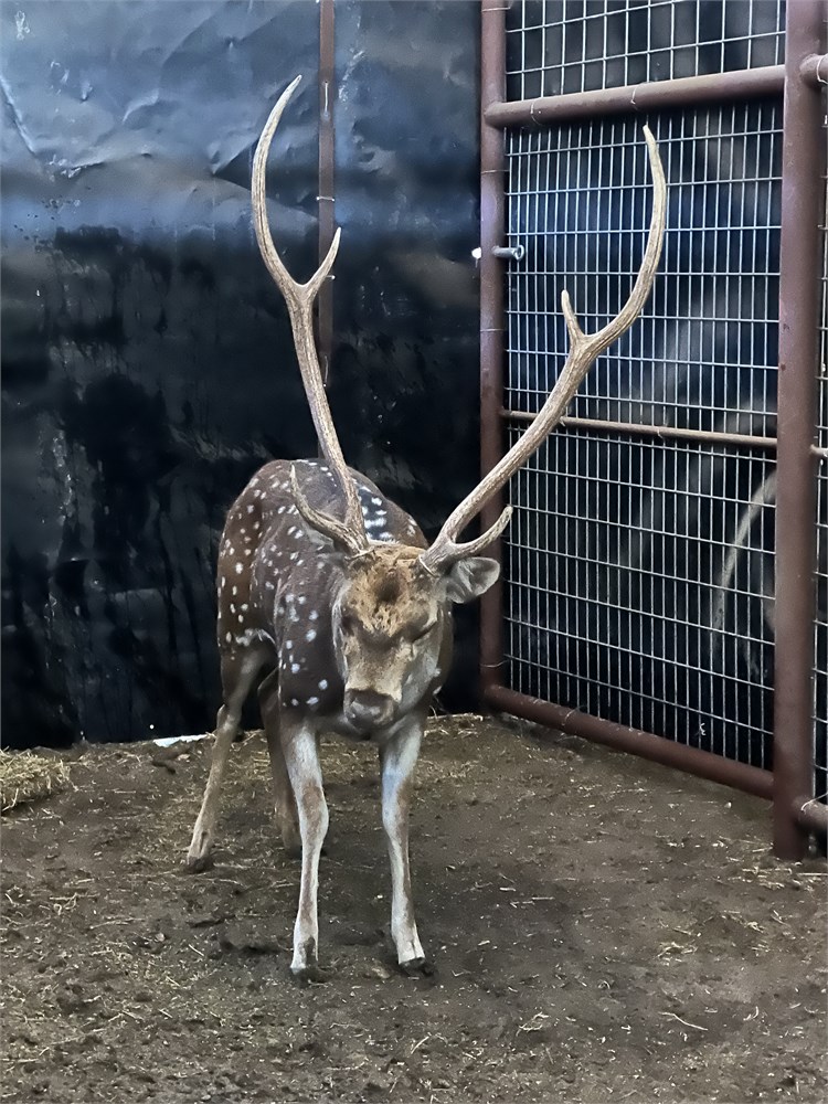WildLife Buyer, LLC. - 1.0 Axis - BIG BUCK