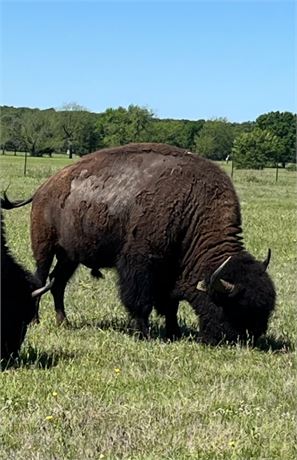 WildLife Buyer, LLC. - 1.4 Buffalo BIG FAT AND HEALTHY