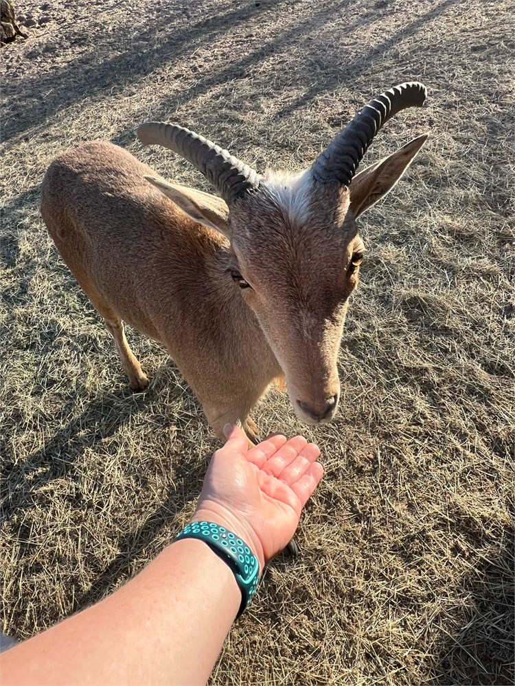 WildLife Buyer, LLC. - Bottle raised 0.1 aoudad