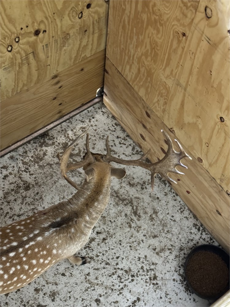 WildLife Buyer, LLC. - Two Fallow Bucks Ready to Go