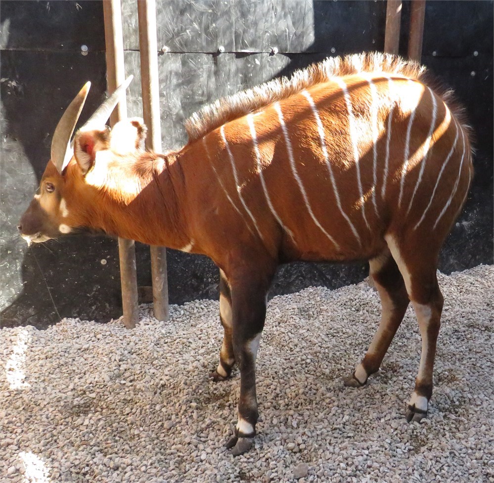 WildLife Buyer, LLC. - 1.0 BONGO (NKB#15)