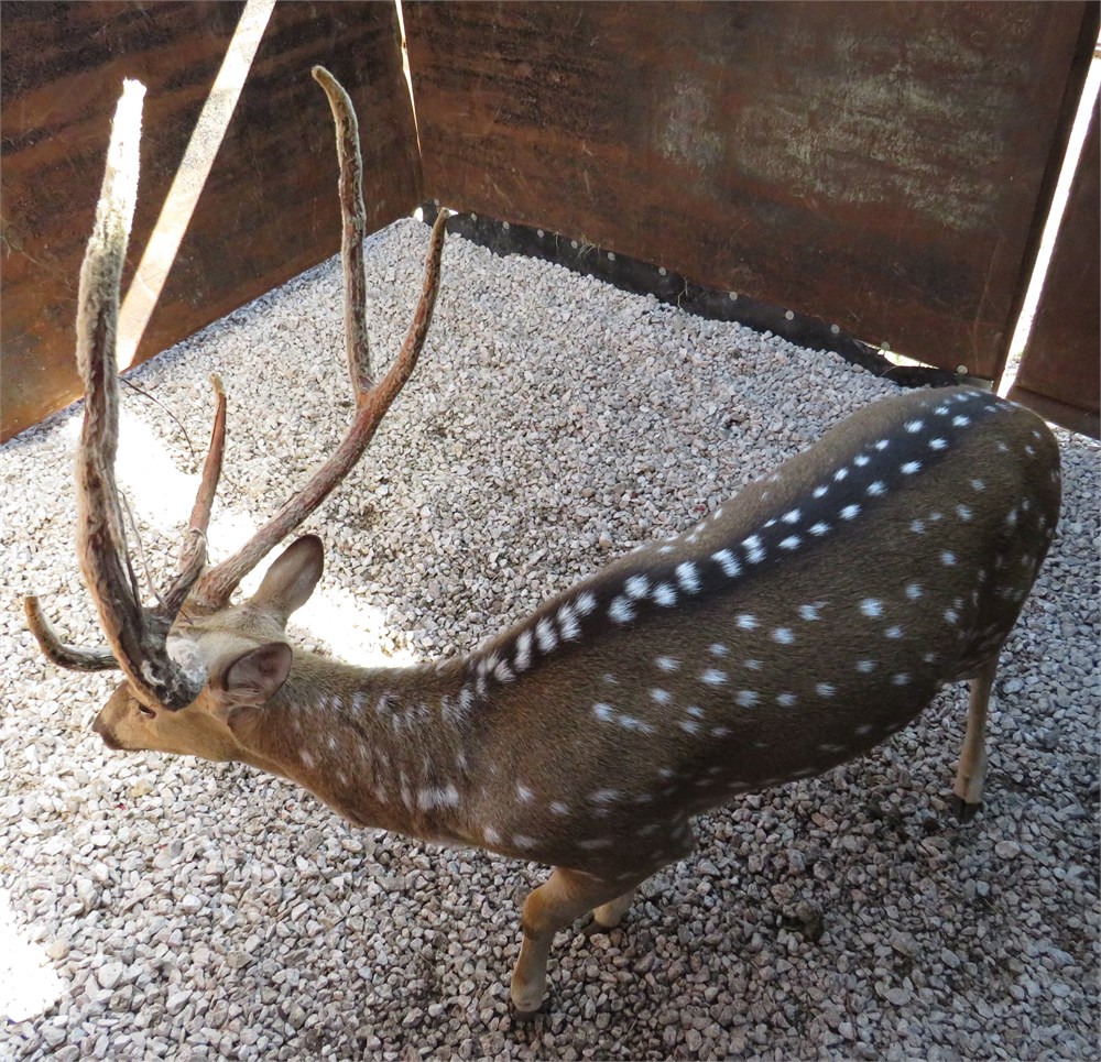 WildLife Buyer, LLC. - 1.0 AXIS (WB#18)