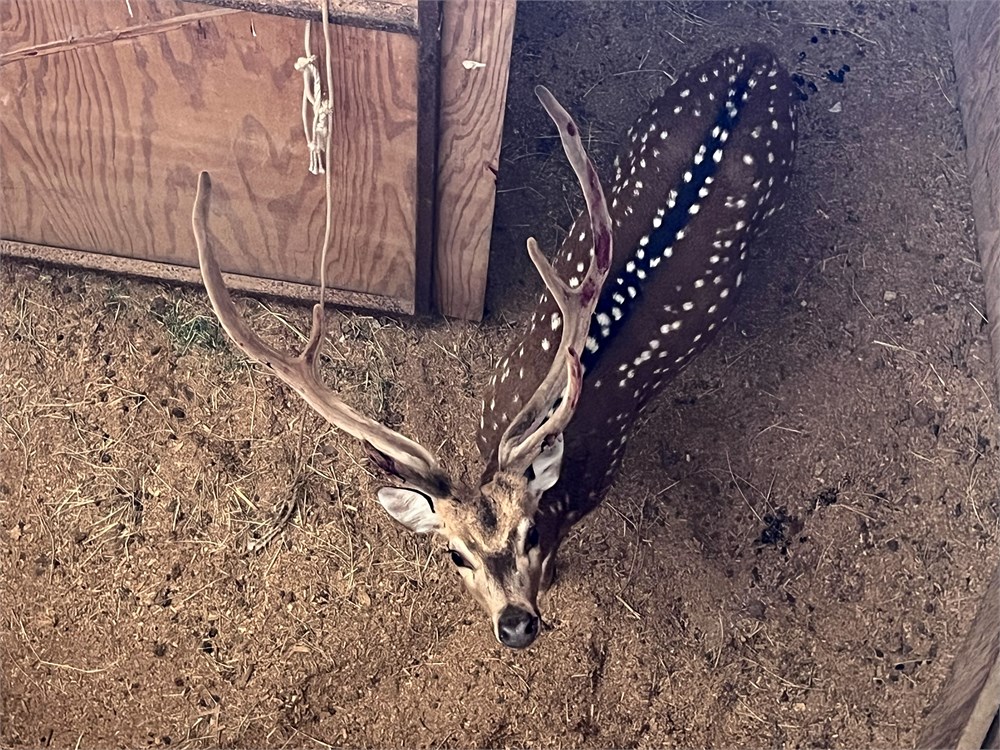 WildLife Buyer, LLC. - Big Velvet Axis Buck