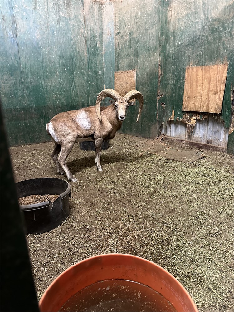 WildLife Buyer, LLC. - Mouflon Cross Ram