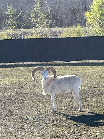 WildLife Buyer, LLC. - 1.0 Snow Urial Ram 33x34