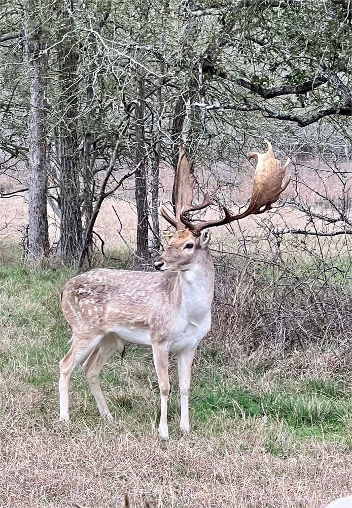 WildLife Buyer, LLC. - 1.0 FALLOW