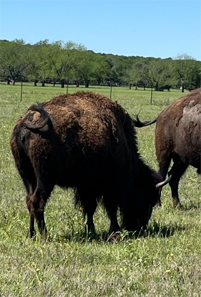 WildLife Buyer, LLC. - 1.4 Buffalo BIG FAT AND HEALTHY