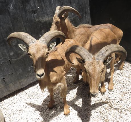 WildLife Buyer, LLC. - 3.0 AOUDAD (OKB#4-4)