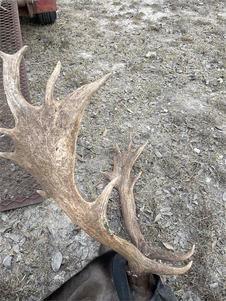 WildLife Buyer, LLC. - Fallow buck