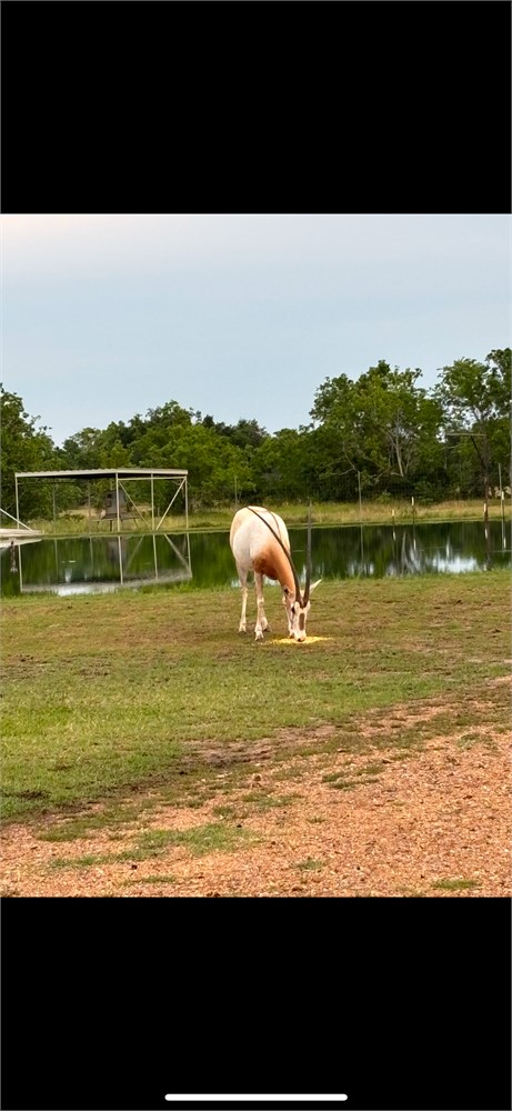 WildLife Buyer, LLC. - 0.1 Oryx