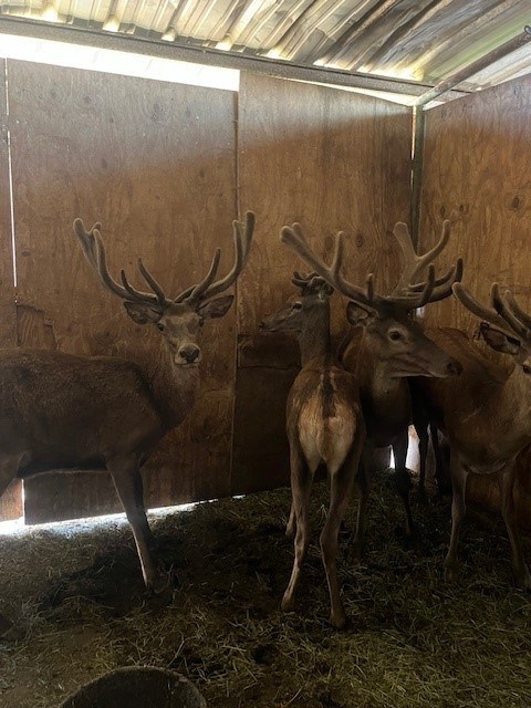 WildLife Buyer, LLC. - 4 Red Deer Bulls