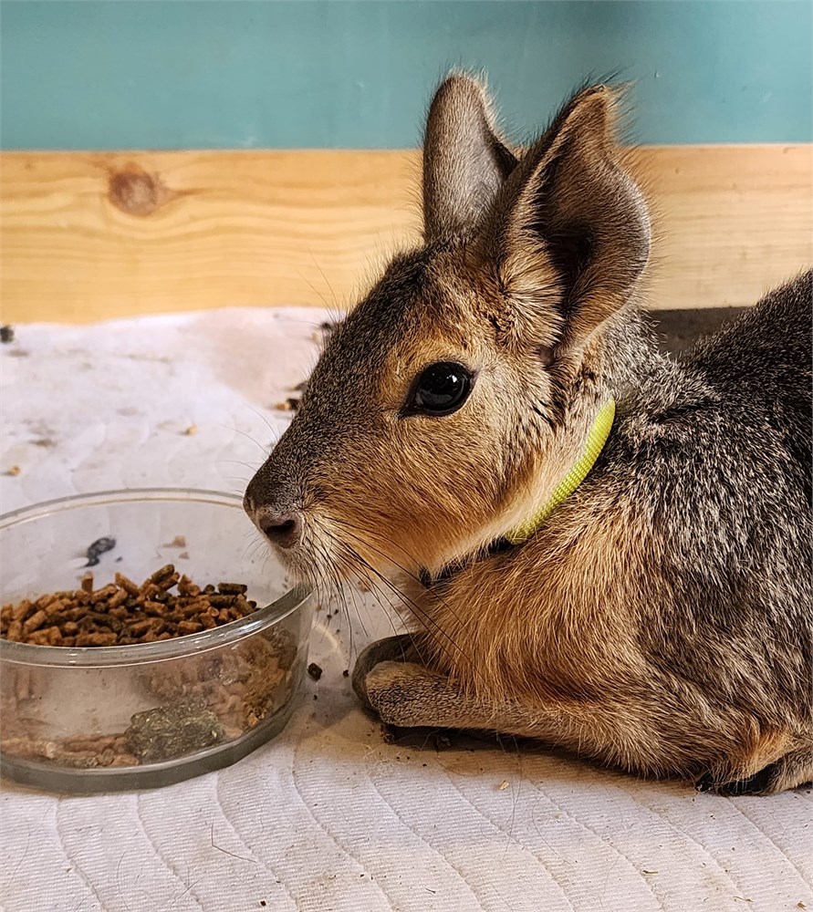 WildLife Buyer, LLC. - Cavy Mara-Male