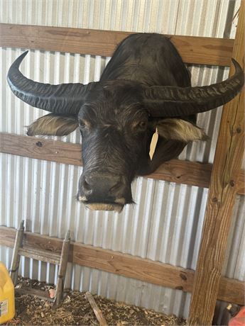 WildLife Buyer, LLC. - Asian Water Buffalo Mount