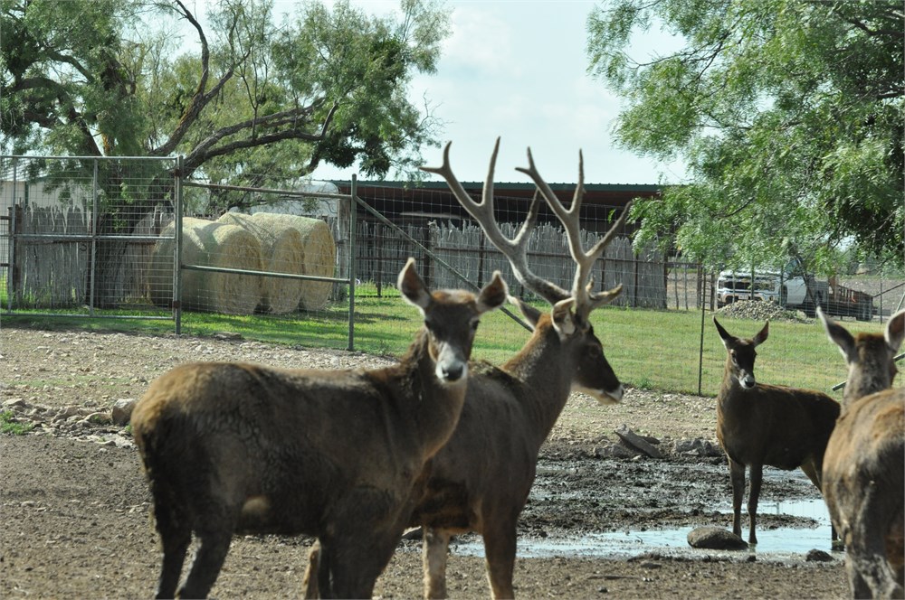 WildLife Buyer, LLC. - 1.0 White Lipped Deer - Ask About Insurance