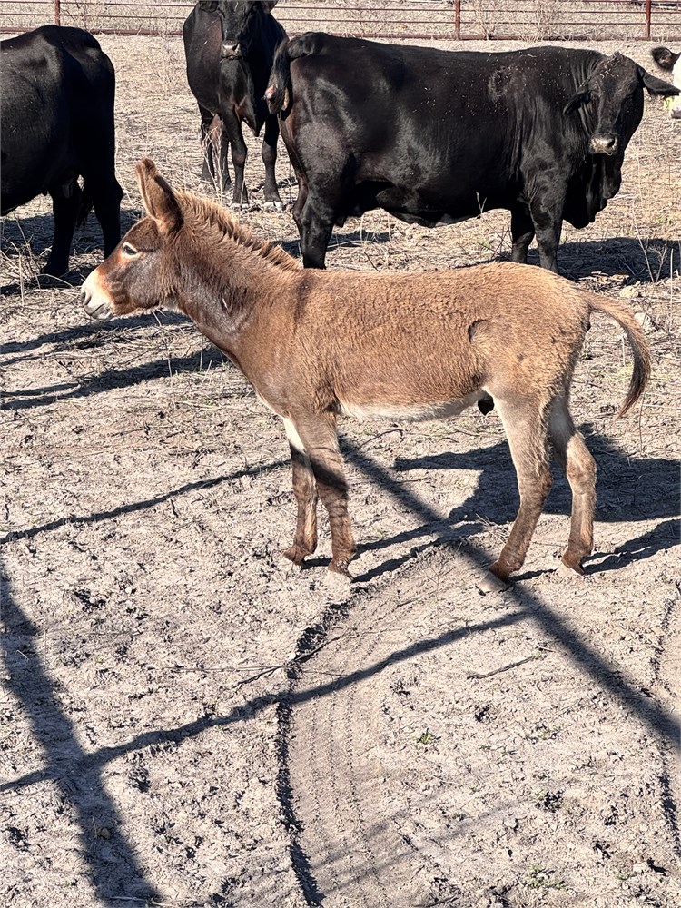 WildLife Buyer, LLC. - 3.0 Donkey