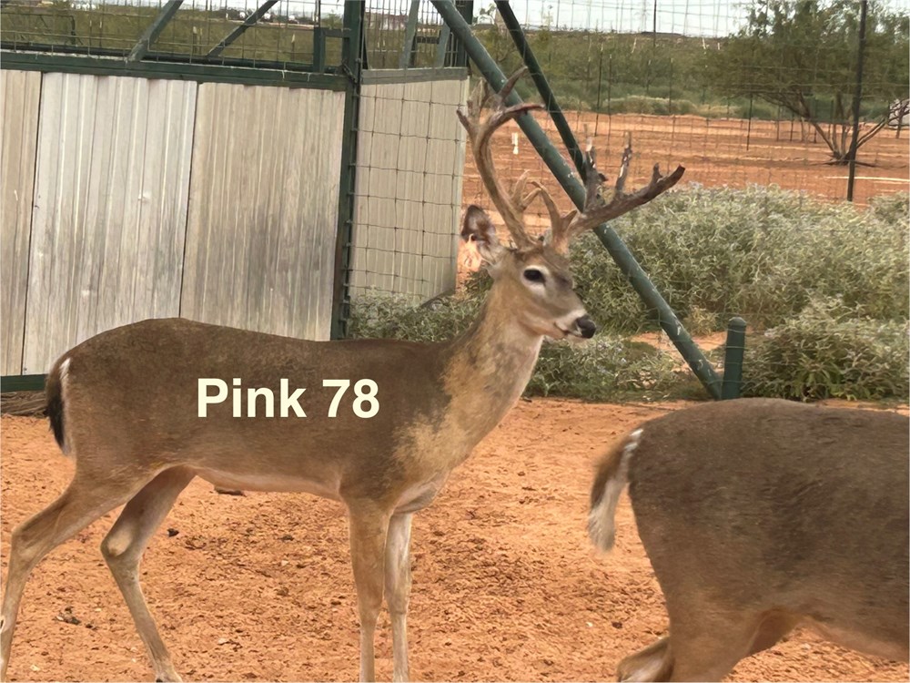 WildLife Buyer, LLC. - Whitetail buck Tag- pink 78