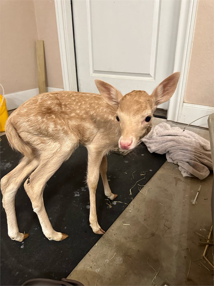WildLife Buyer, LLC. - 0.1 bottle baby fallow