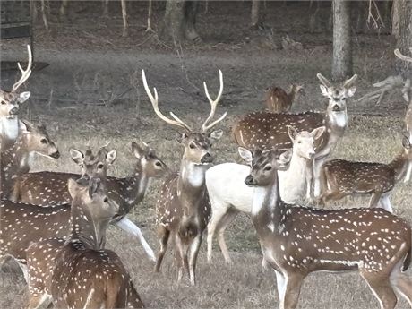 WildLife Buyer, LLC. - Axis Buck
