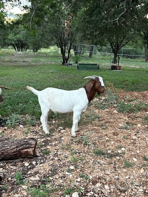 WildLife Buyer, LLC. - 1.0 Boer Goat