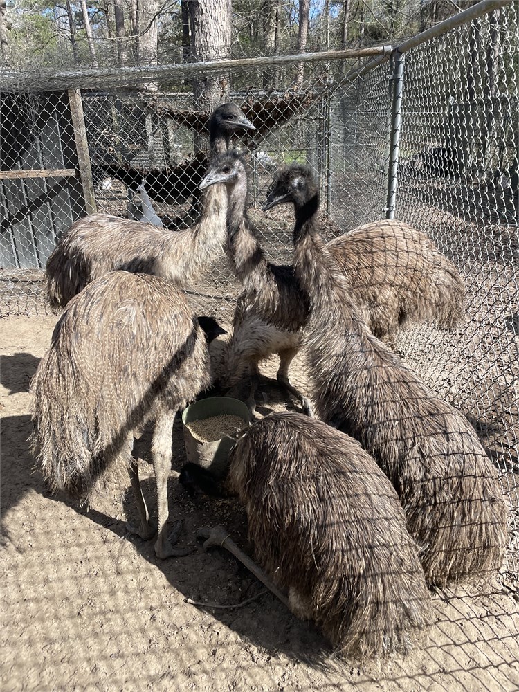 WildLife Buyer, LLC. - 6 Unsexed Emus From Several Different Bloodlines