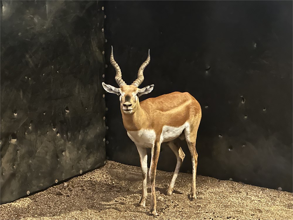 WildLife Buyer, LLC. - 1.0 Blackbuck (raised in 1 acre pen) - Ask About ...