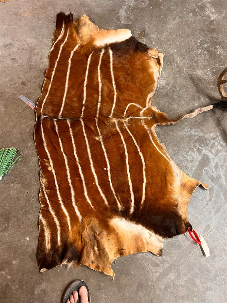 WildLife Buyer, LLC. - Bongo Bull Hide Professionally Soft Tanned Back Skin