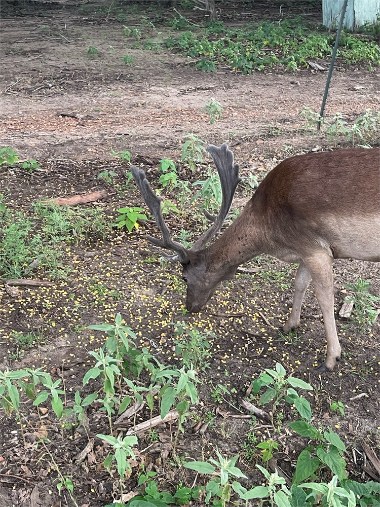 WildLife Buyer, LLC. - Fallow Buck