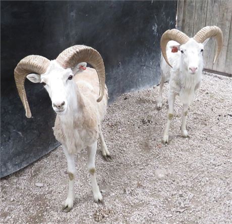 WildLife Buyer, LLC. - 2.0 SNOW URIAL (BB#2-B)