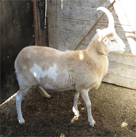 WildLife Buyer, LLC. - 1.0 JACOB SHEEP (ORB#1)
