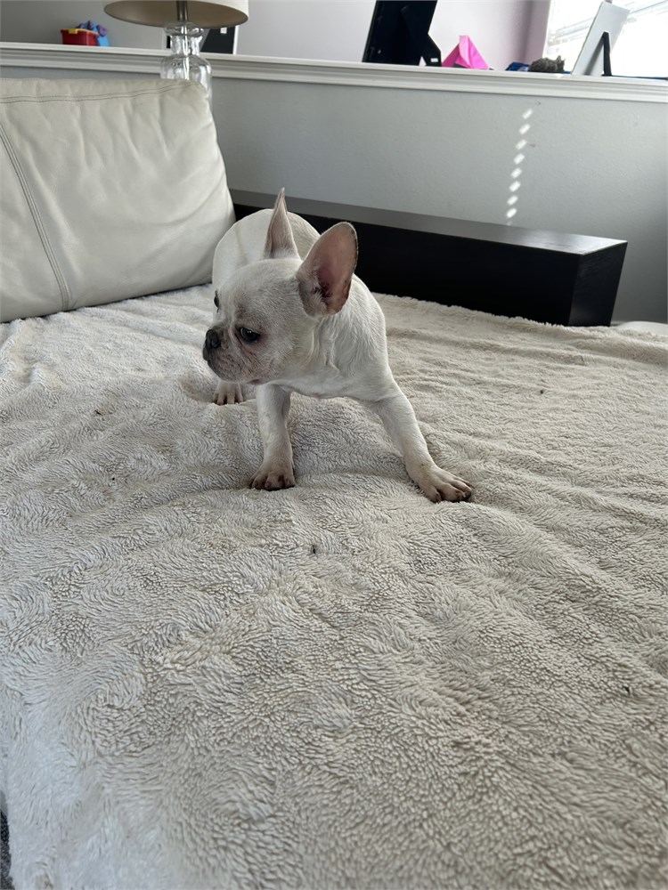 WildLife Buyer, LLC. - 5 months old male frenchi