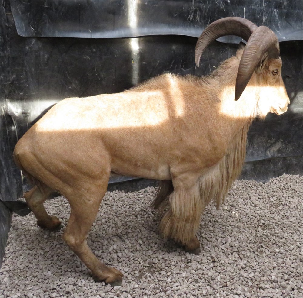 WildLife Buyer, LLC. - 1.0 AOUDAD TAG#132 (NKB#5)