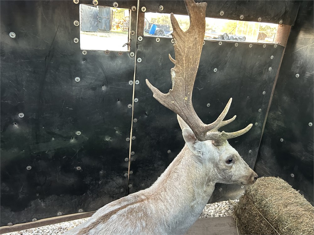 WildLife Buyer, LLC. - 1.0 Fallow Buck *Quick sale*