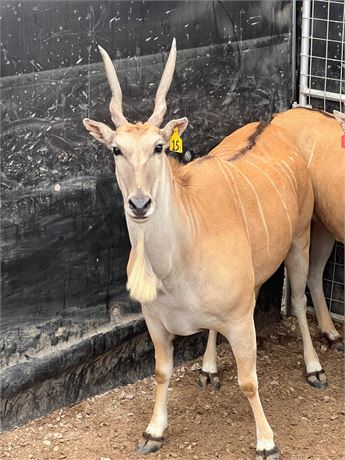 WildLife Buyer, LLC. - Eland Cow Female #15