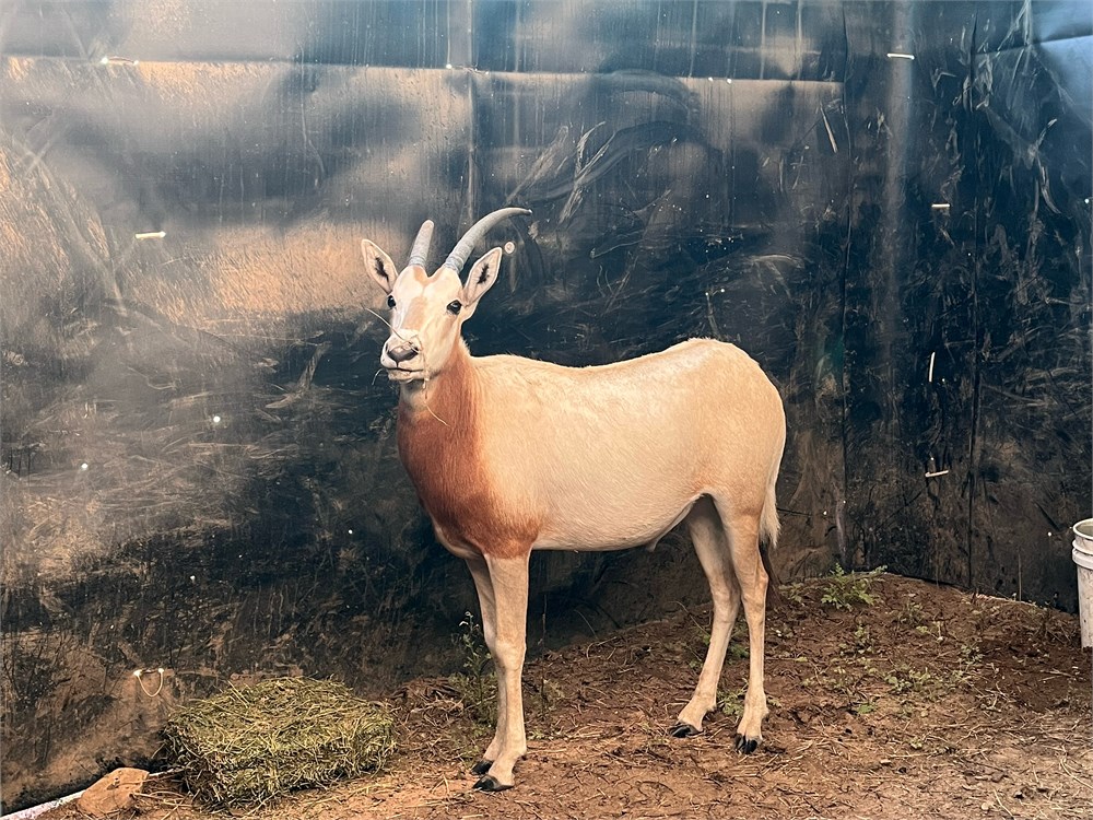 WildLife Buyer, LLC. - 1.0 Scimitar Oryx