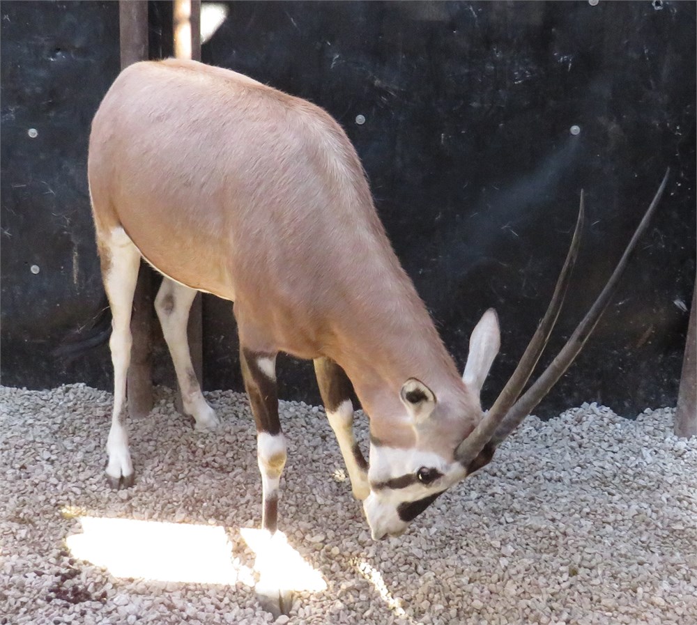 WildLife Buyer, LLC. - 0.1 SCIMBOK (WB#3)