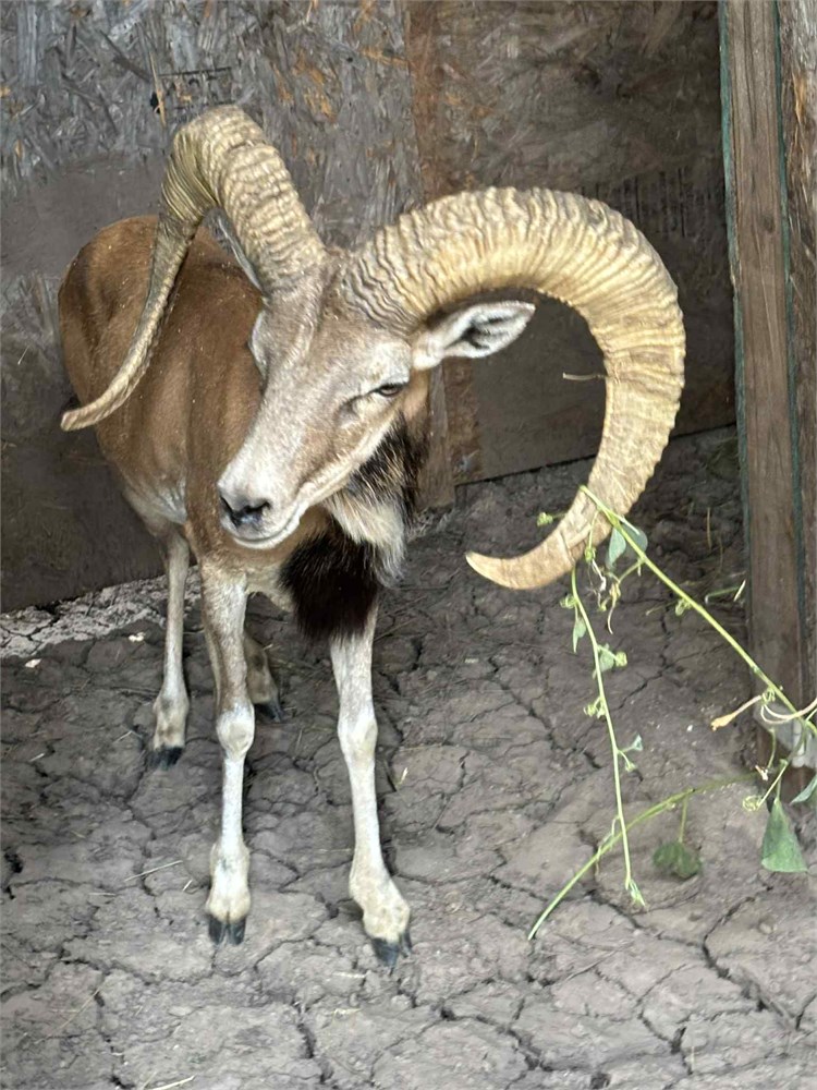 WildLife Buyer, LLC. - Young TCU Ram - Ask About Insurance