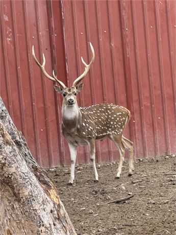 WildLife Buyer, LLC. - Big axis buck