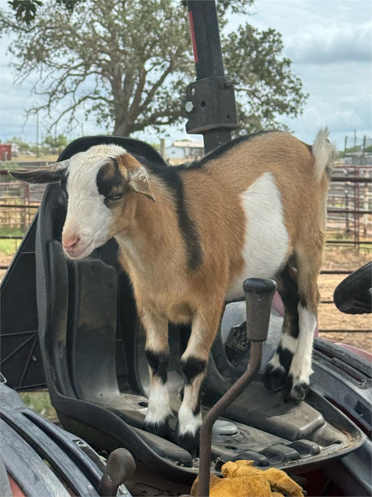 WildLife Buyer, LLC. - 1.0 3.5 month old tri colored nigerian dwarf goat